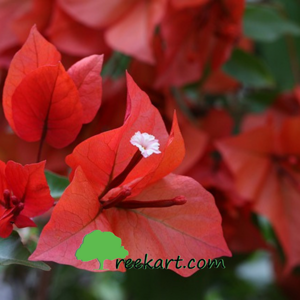 Bougainvillea Red Buy Bougainvillea Plant For Stunning Landscapes