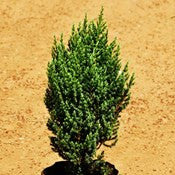 Juniper plant online in India, Hyderabad, Plants online in India ...